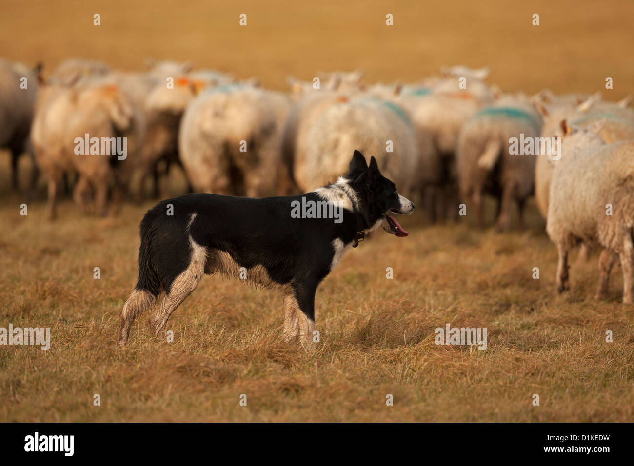 Border collie, herding sheep, Herefordshire, England, United Kingdom ...