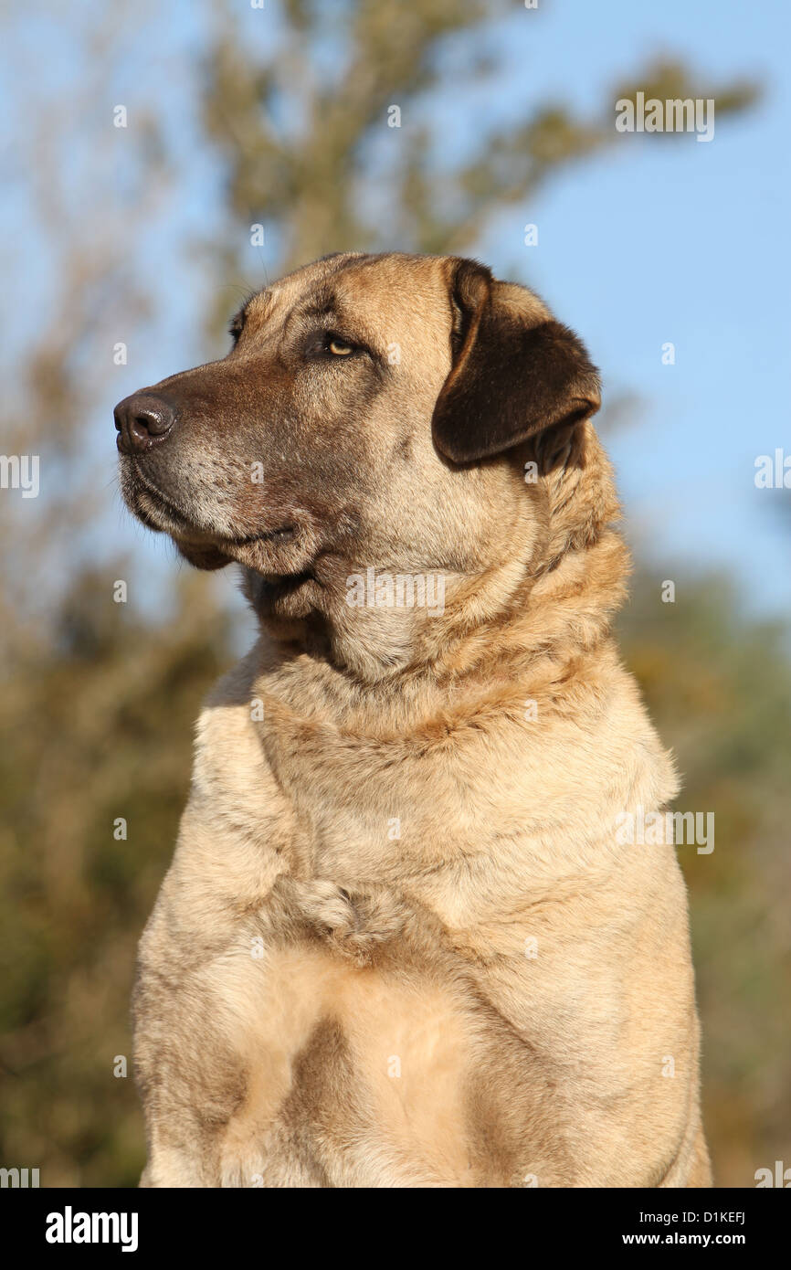 Anatolian Shepherd Dog High Resolution Stock Photography and Images - Alamy