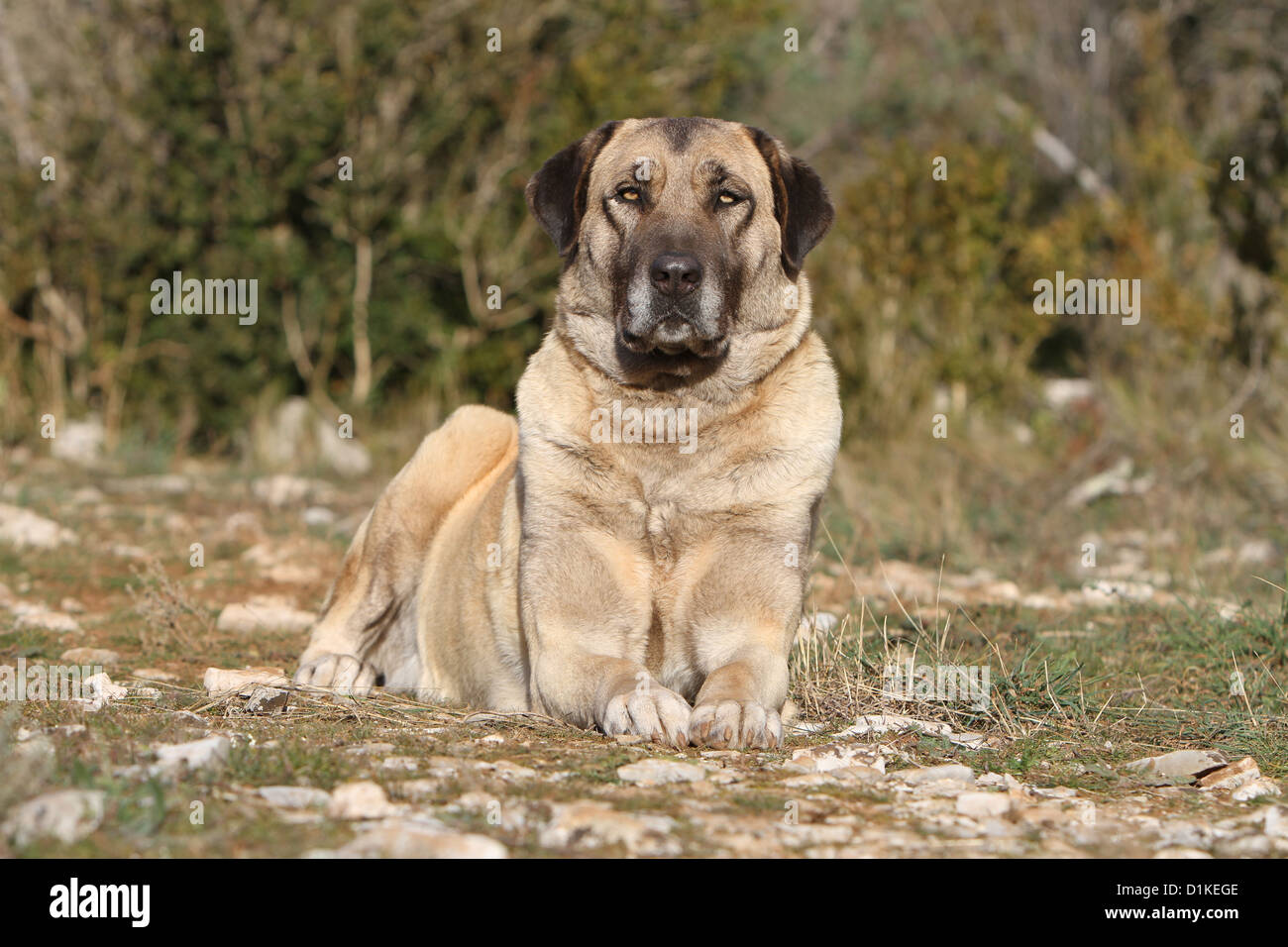 Dog Anatolian Shepherd dog / Kangal / Turkish Karabash adult lying on ...