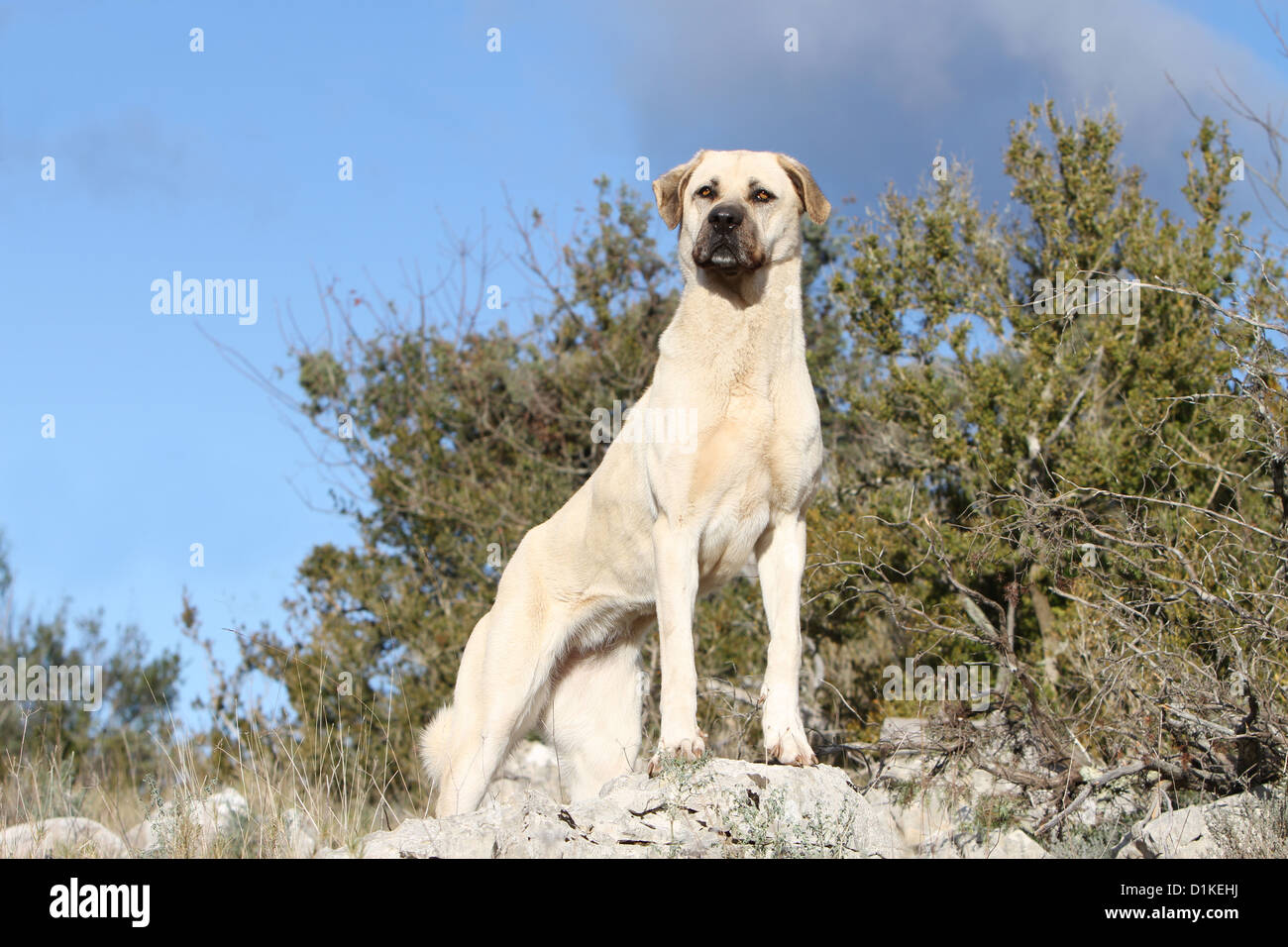 Dog Anatolian Shepherd dog / Kangal / Turkish Karabash adult standing ...