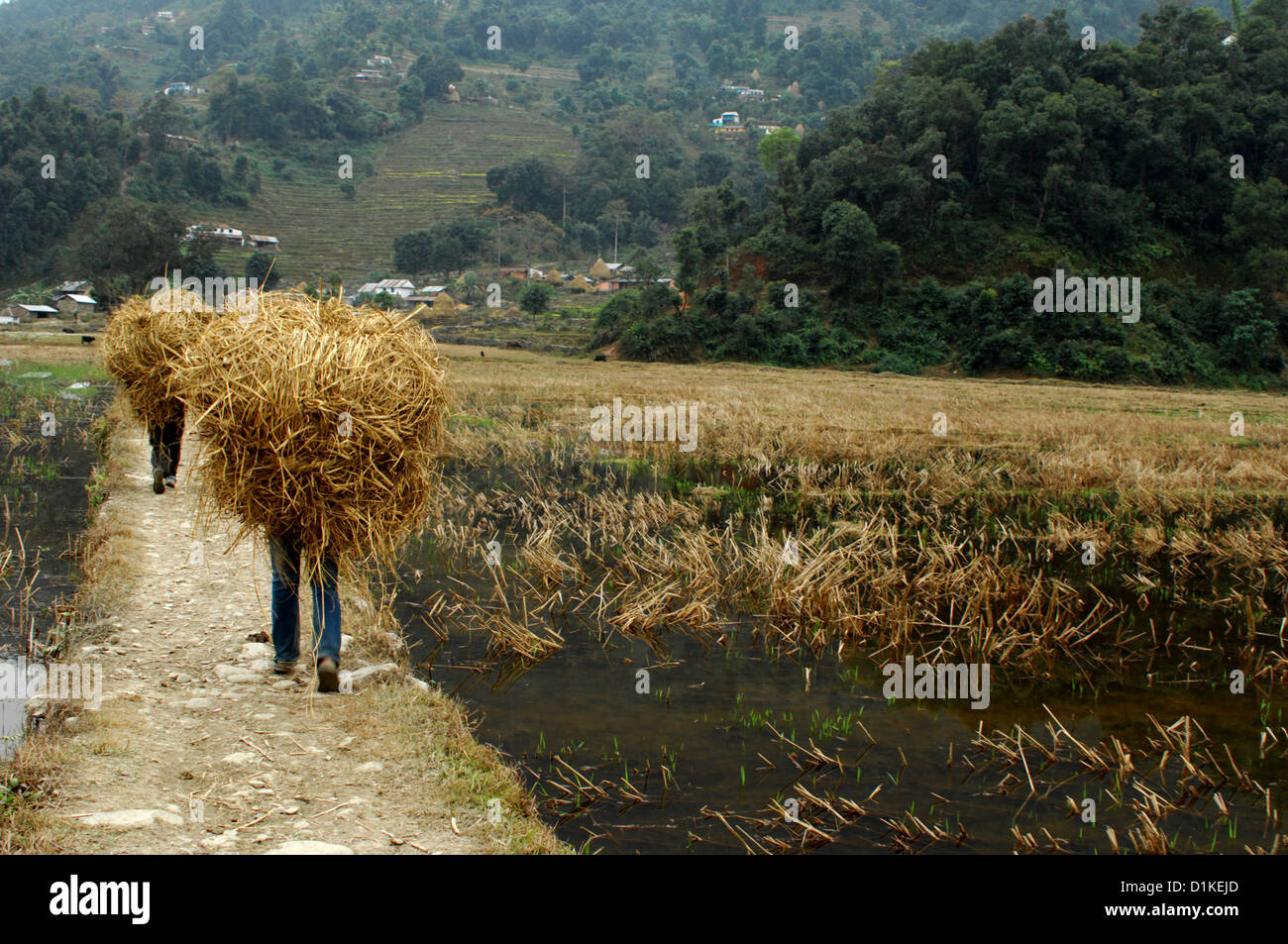 Rural straw workers hi-res stock photography and images - Alamy