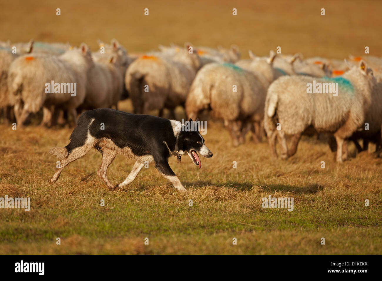 Border collie, herding sheep, Herefordshire, England, United Kingdom ...