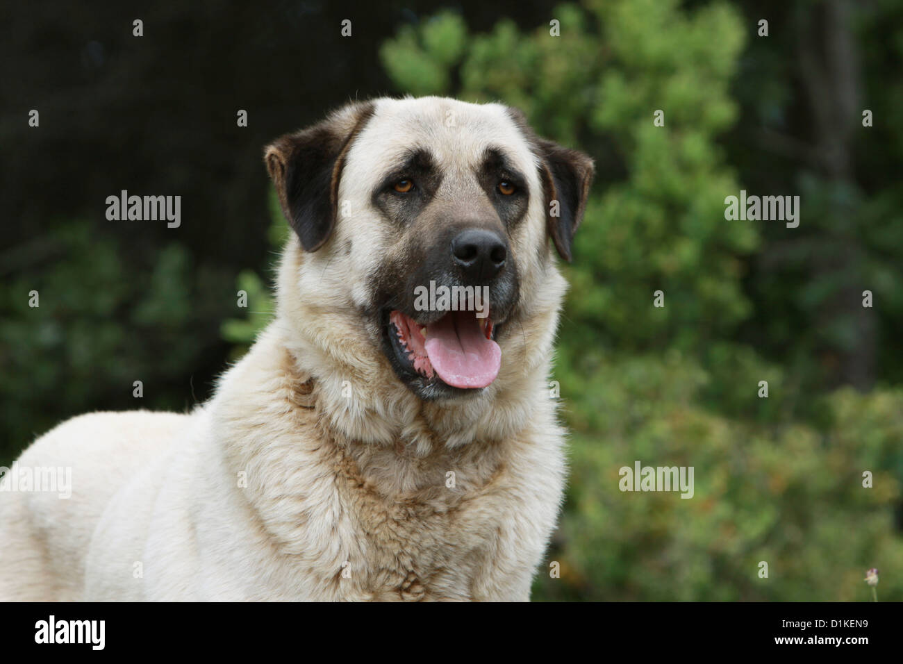 Dog Anatolian Shepherd dog / Kangal / Turkish Karabash adult portrait ...