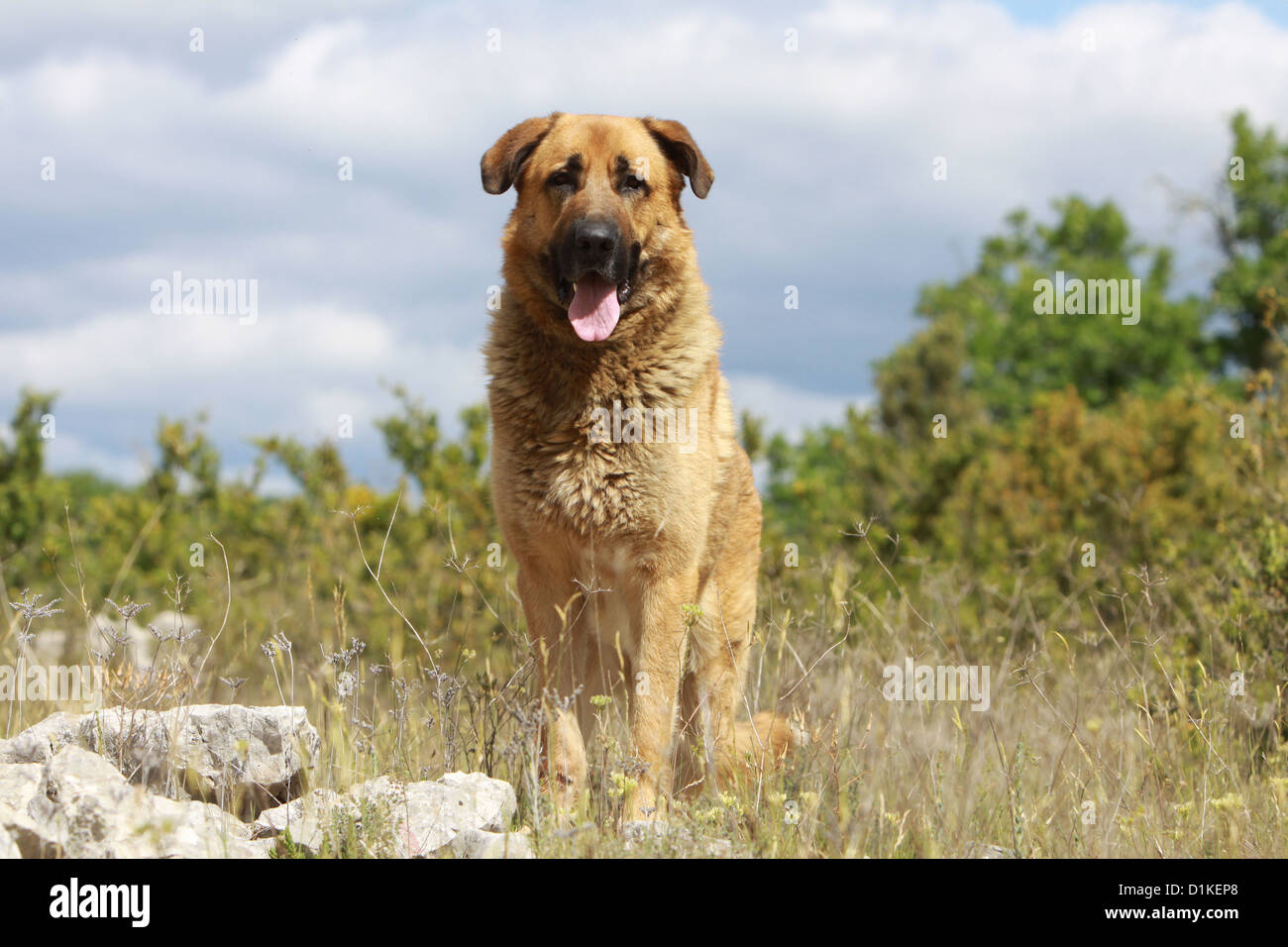 Dog Anatolian Shepherd dog / Kangal / Turkish Karabash adult standing ...