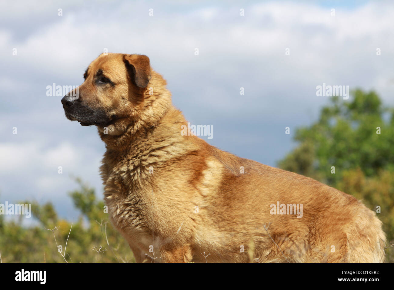 Dog Anatolian Shepherd dog / Kangal / Turkish Karabash adult portrait ...