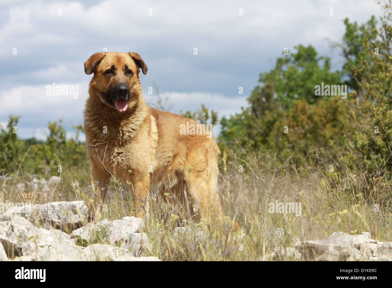 Dog Anatolian Shepherd dog / Kangal / Turkish Karabash adult standing ...