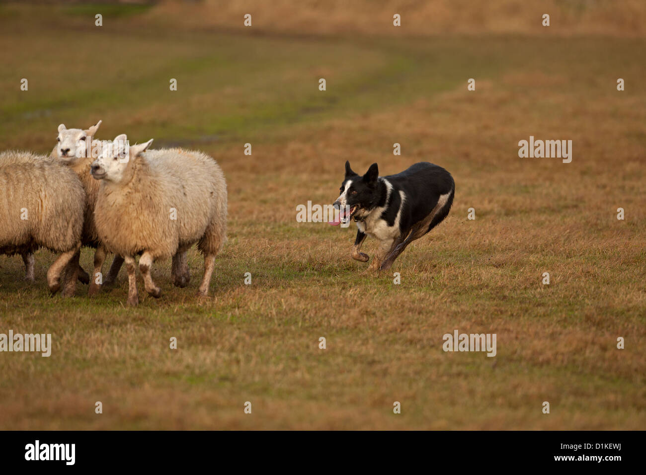 Border collie, herding sheep, Herefordshire, England, United Kingdom ...