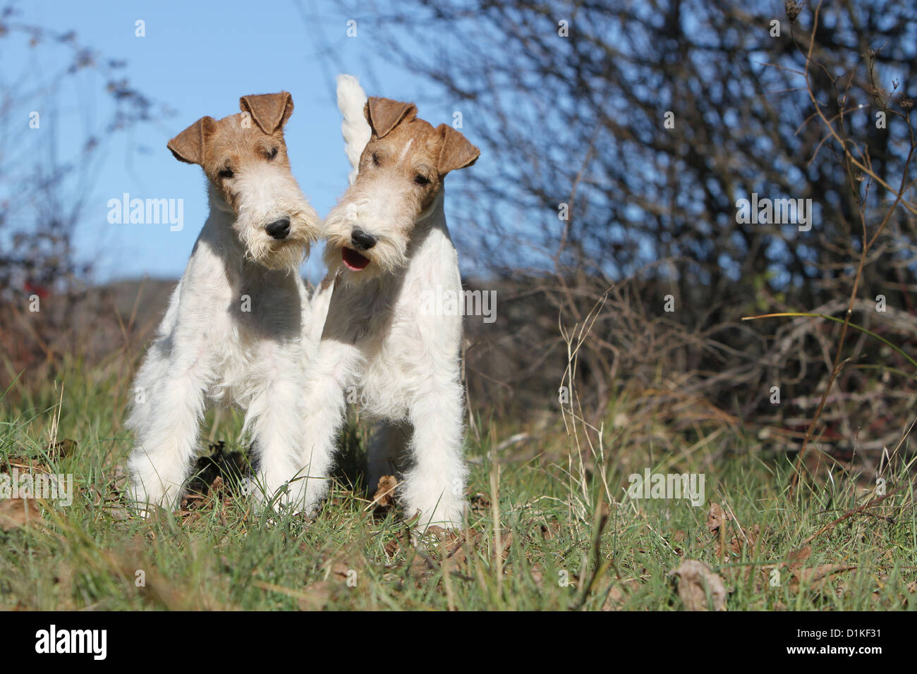 Fox terrier hi-res stock photography and images - Alamy