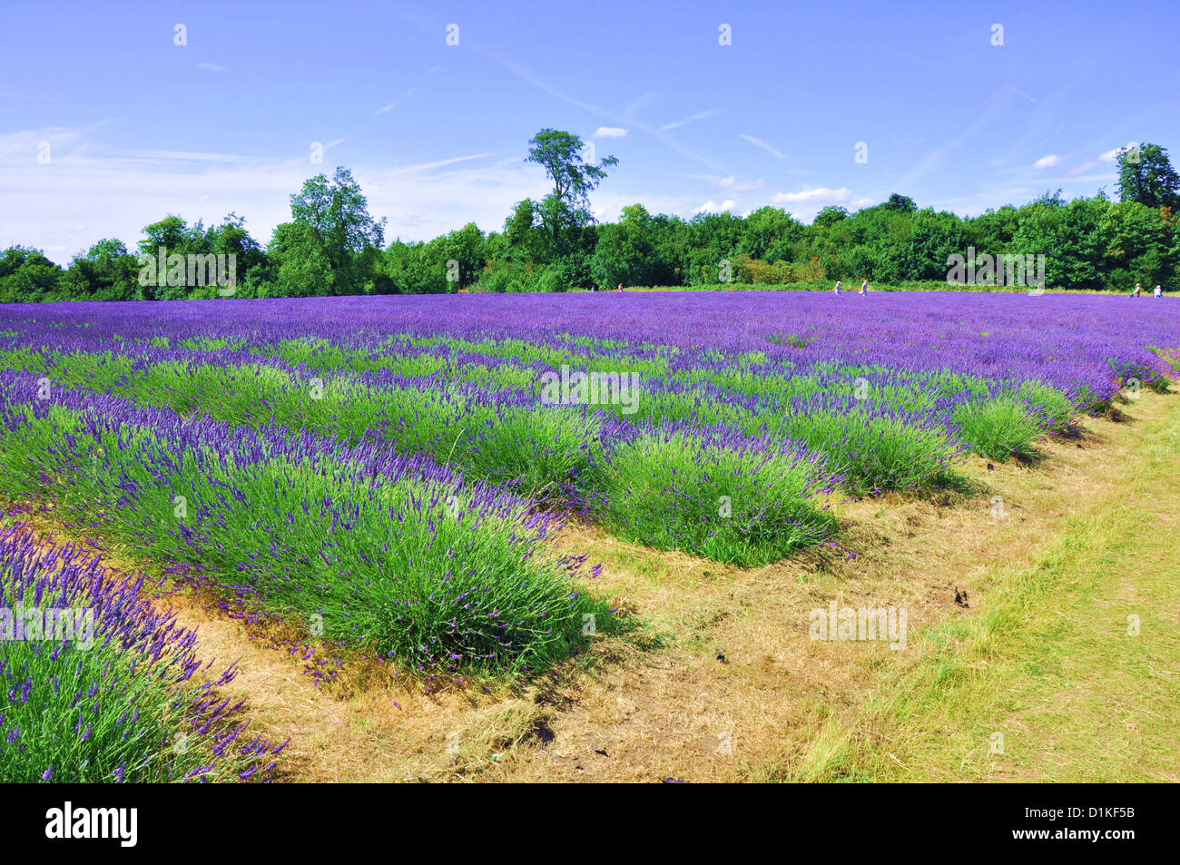 Lavender flowers field rows hi-res stock photography and images - Alamy