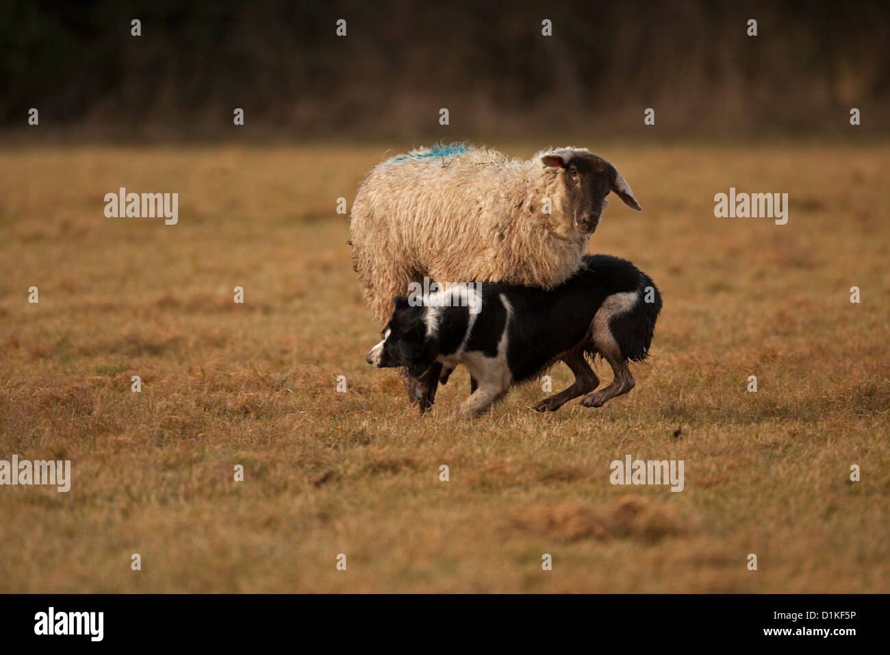 Border collie, herding sheep, Herefordshire, England, United Kingdom ...