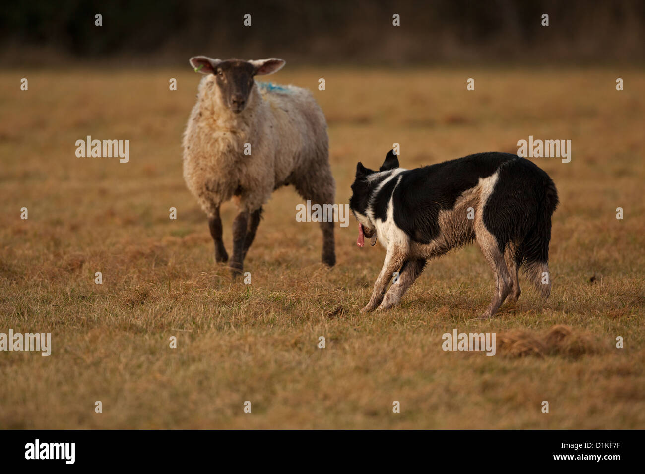 Border collie, herding sheep, Herefordshire, England, United Kingdom ...
