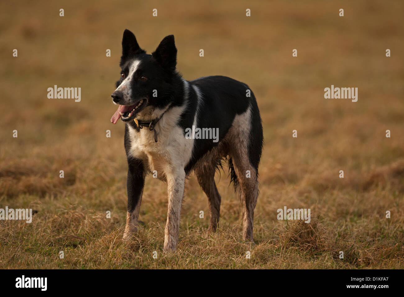 Border collie, herding sheep, Herefordshire, England, United Kingdom ...