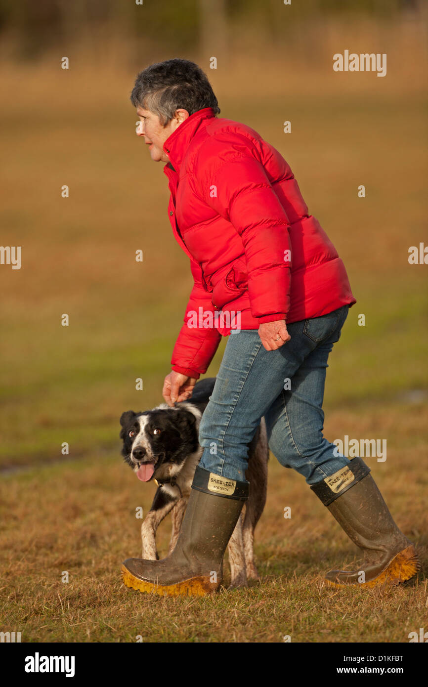Working sheep with border collie,Herefordshire, England Stock Photo - Alamy