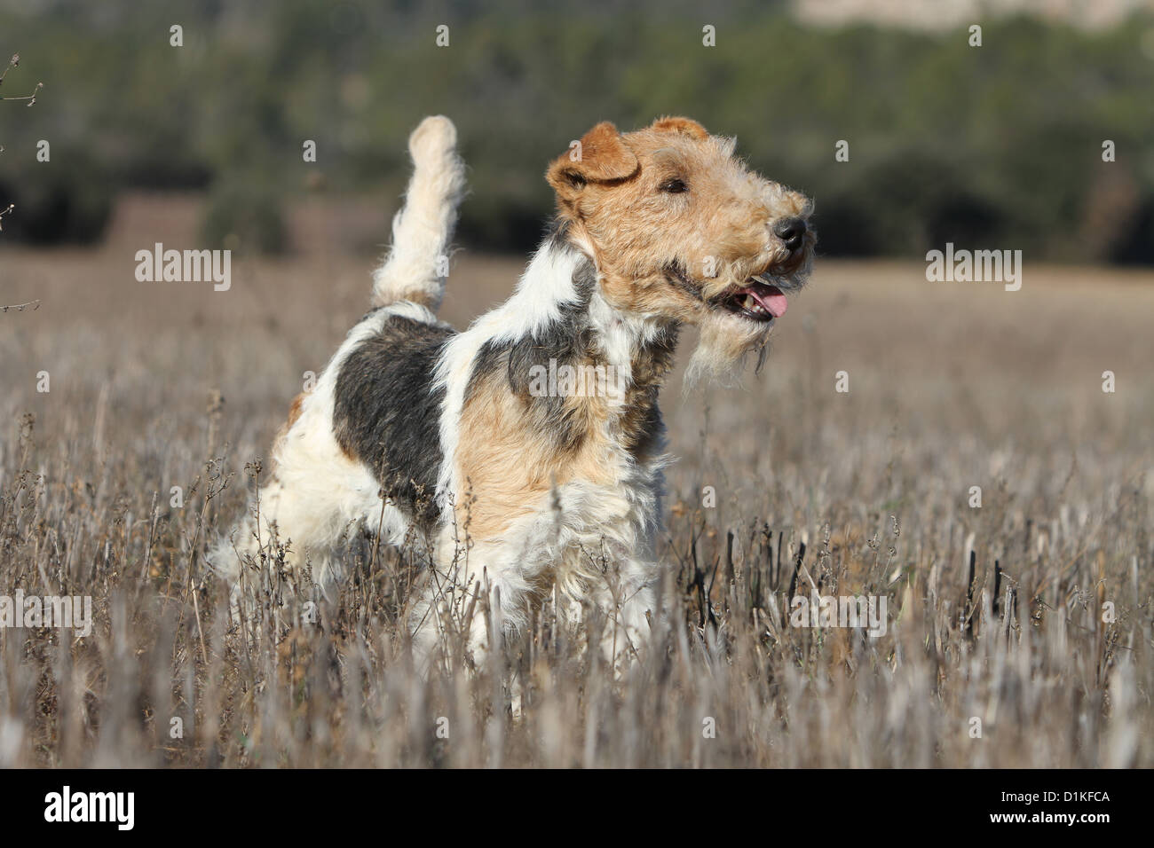 Fox terrier hi-res stock photography and images - Alamy