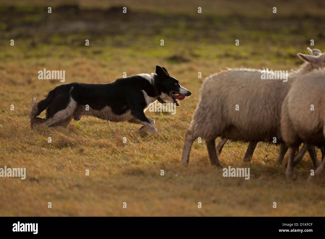 Border collie, herding sheep, Herefordshire, England, United Kingdom ...