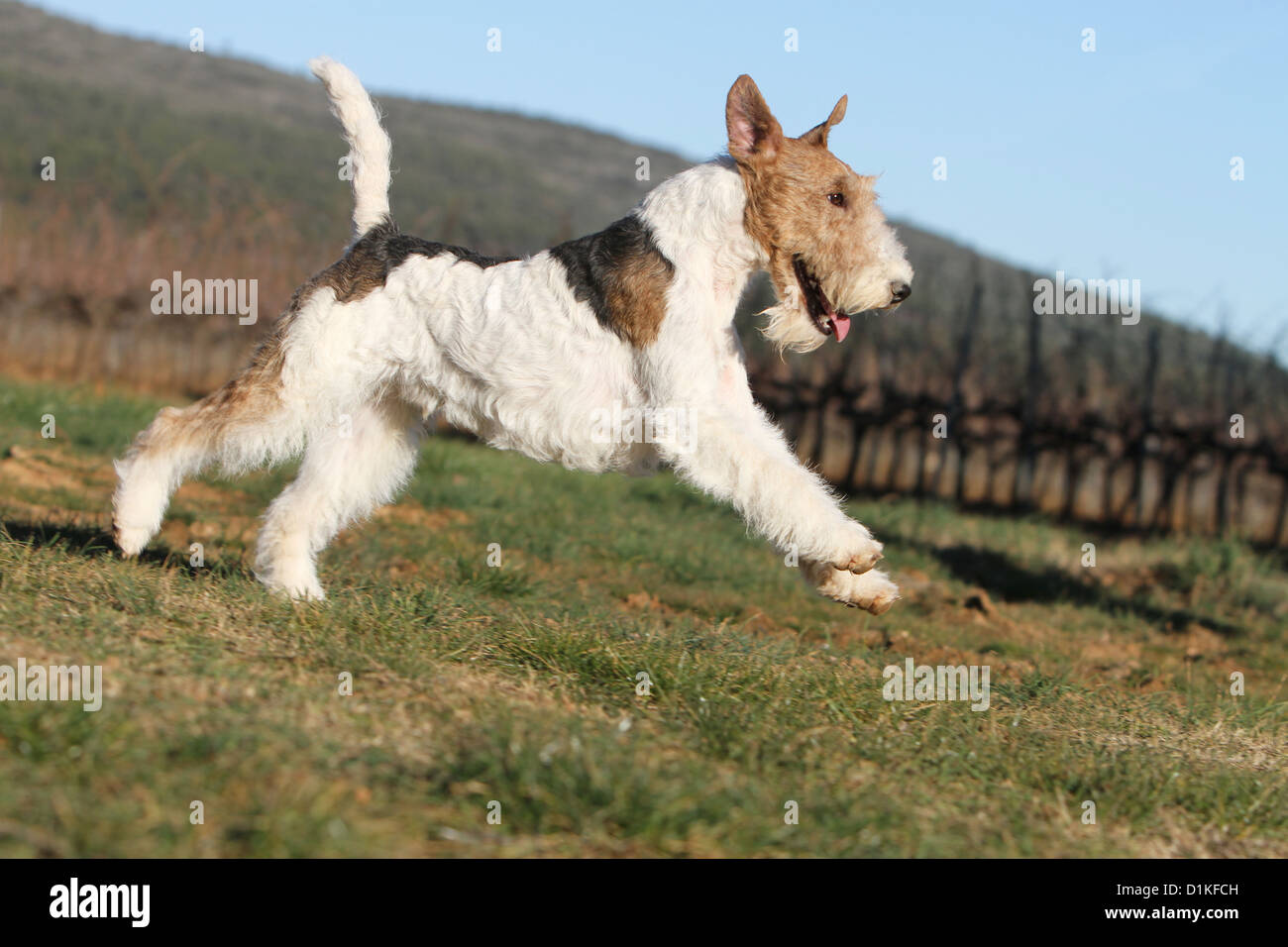 Domesticals hi-res stock photography and images - Alamy