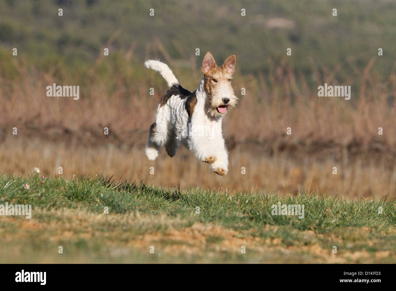 Jumping fox terrier hi-res stock photography and images - Alamy