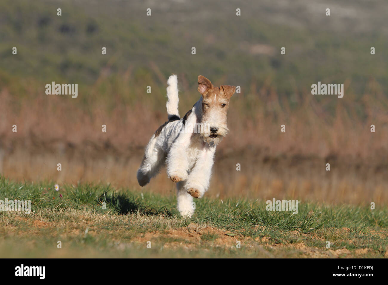 Fox terrier dog running hi-res stock photography and images - Alamy