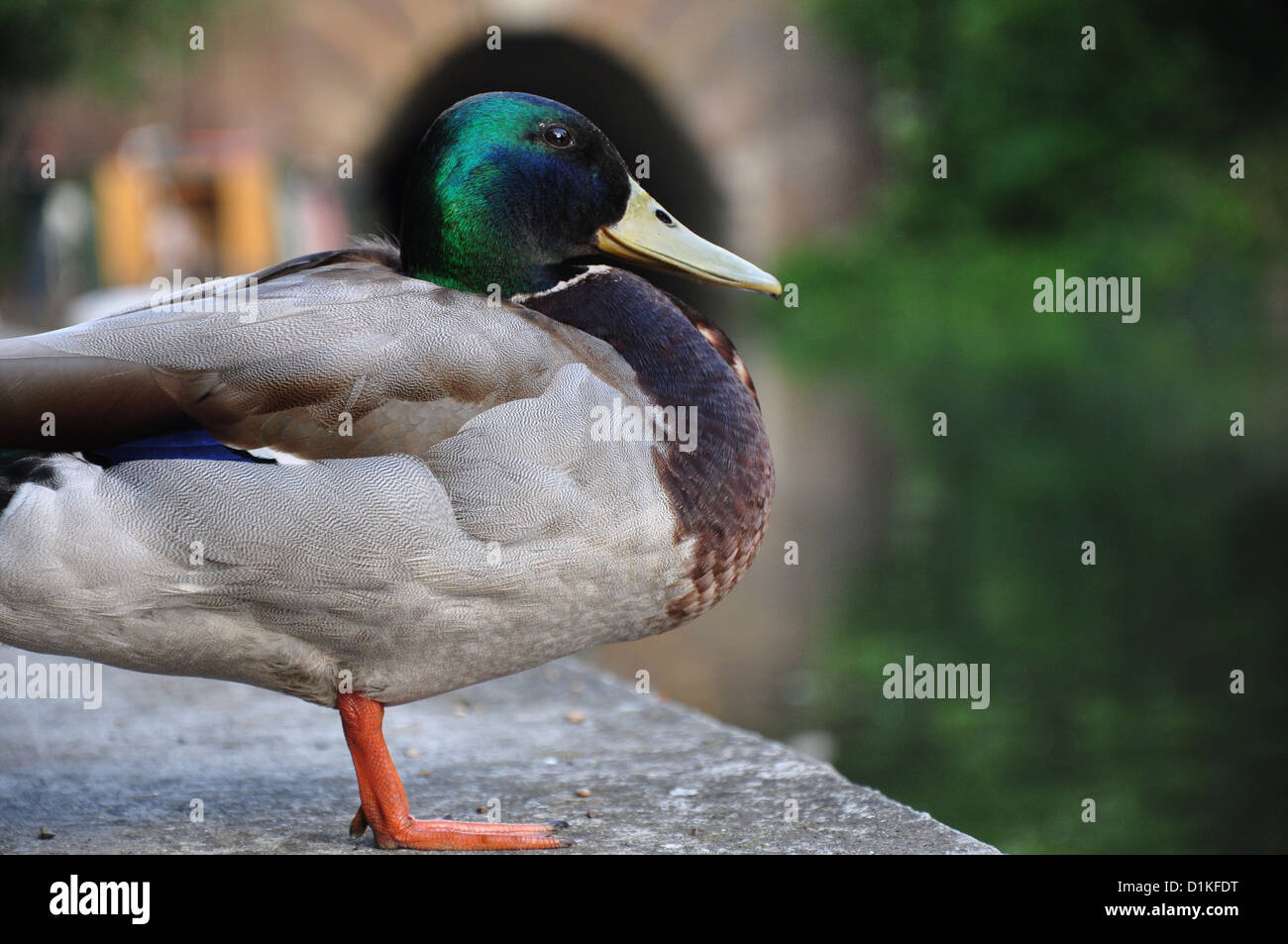 Proud duck hi-res stock photography and images - Alamy