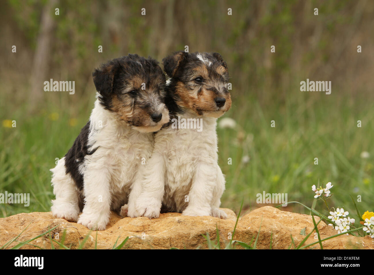Dog Wire Fox Terrier two puppies on a rock Stock Photo - Alamy