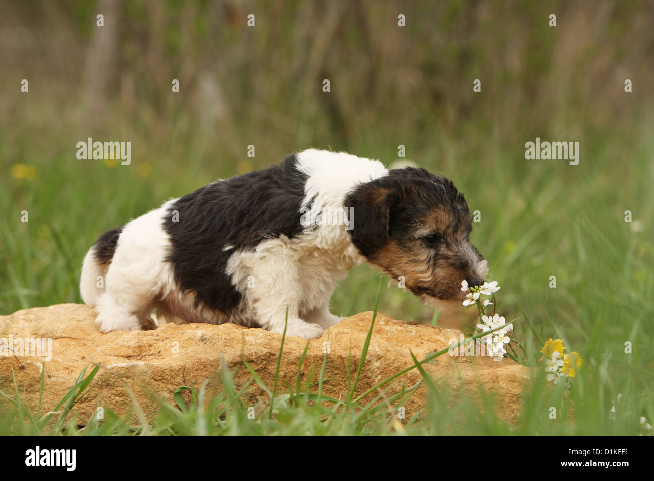 Baby fox flower hi-res stock photography and images - Alamy