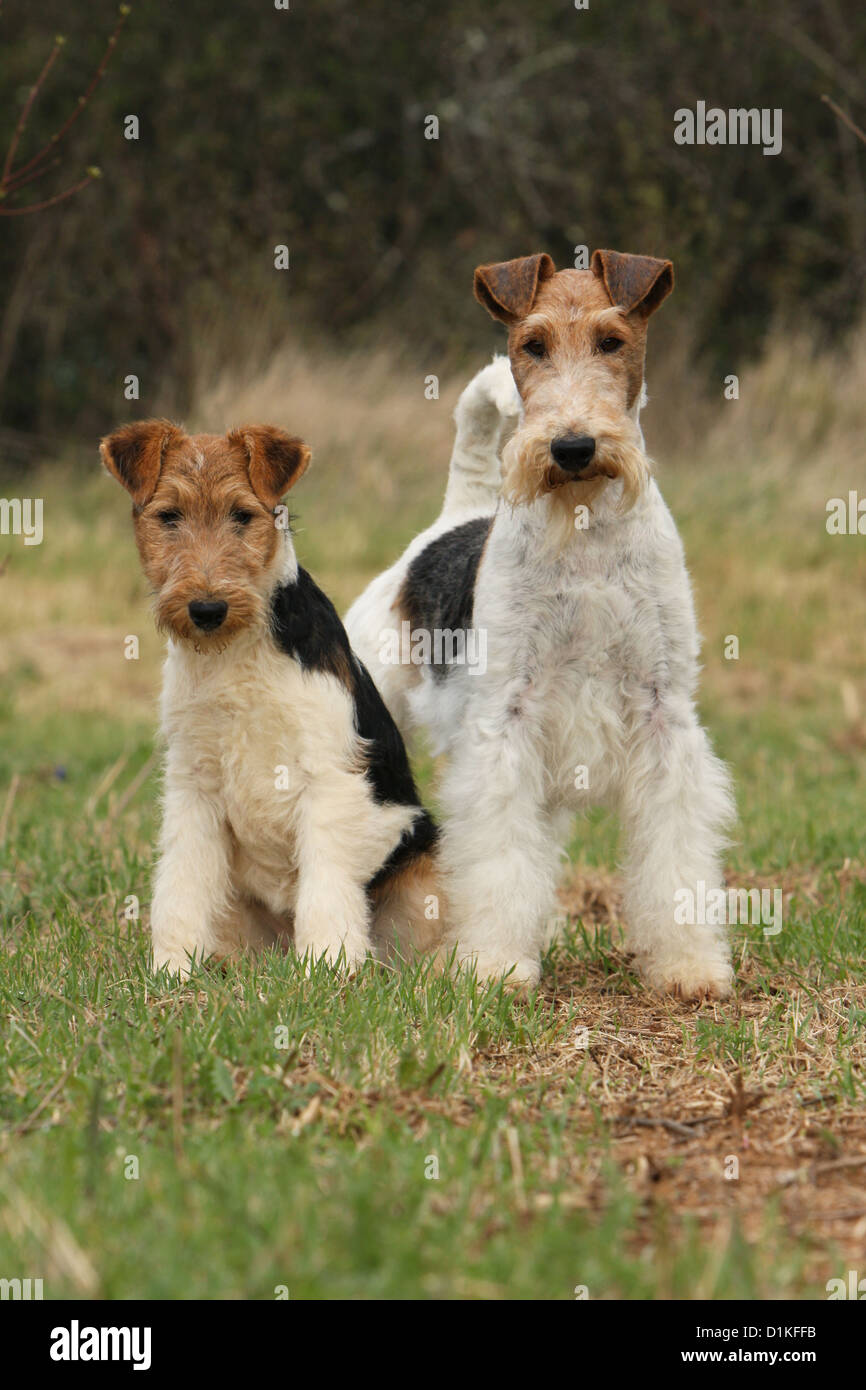 Dog Wire Fox Terrier adult and puppy sitting Stock Photo - Alamy