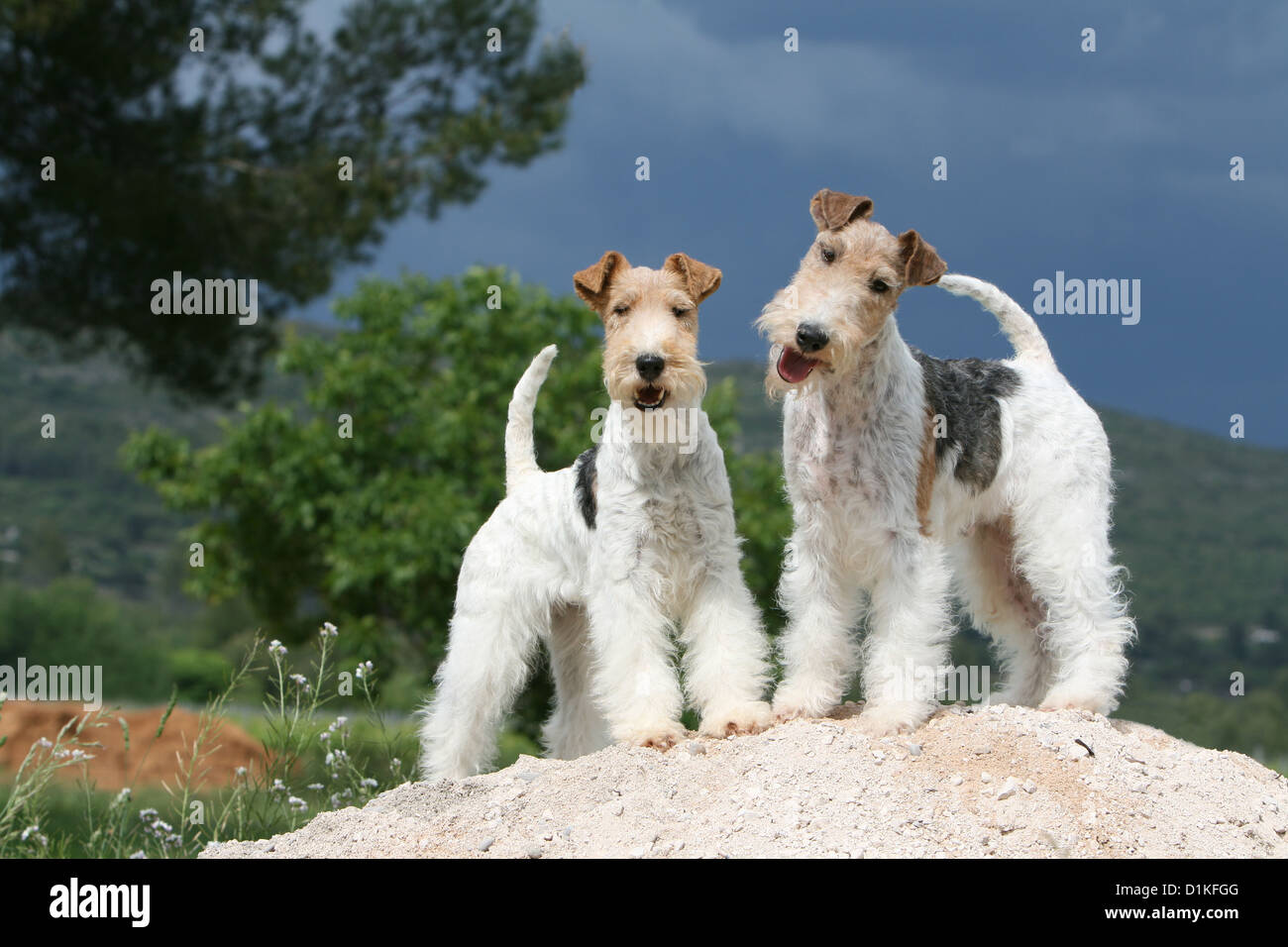 Dog Wire Fox Terrier two adults standing Stock Photo - Alamy