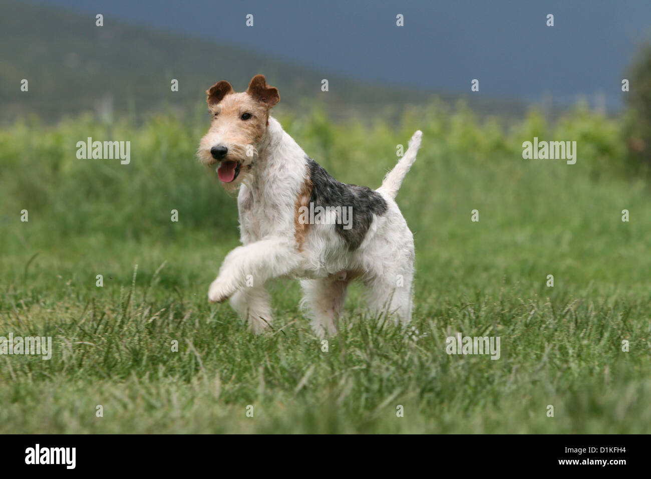 Wire Fox Terrier High Resolution Stock Photography and Images - Alamy