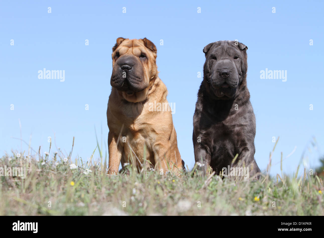 Dog Shar pei two adults sitting different colors Stock Photo - Alamy