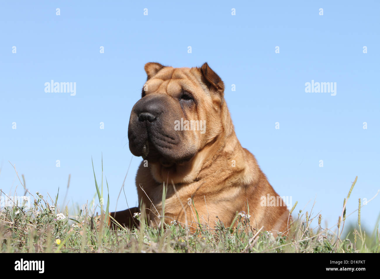 Dog Shar pei adult red lying on the grass Stock Photo - Alamy