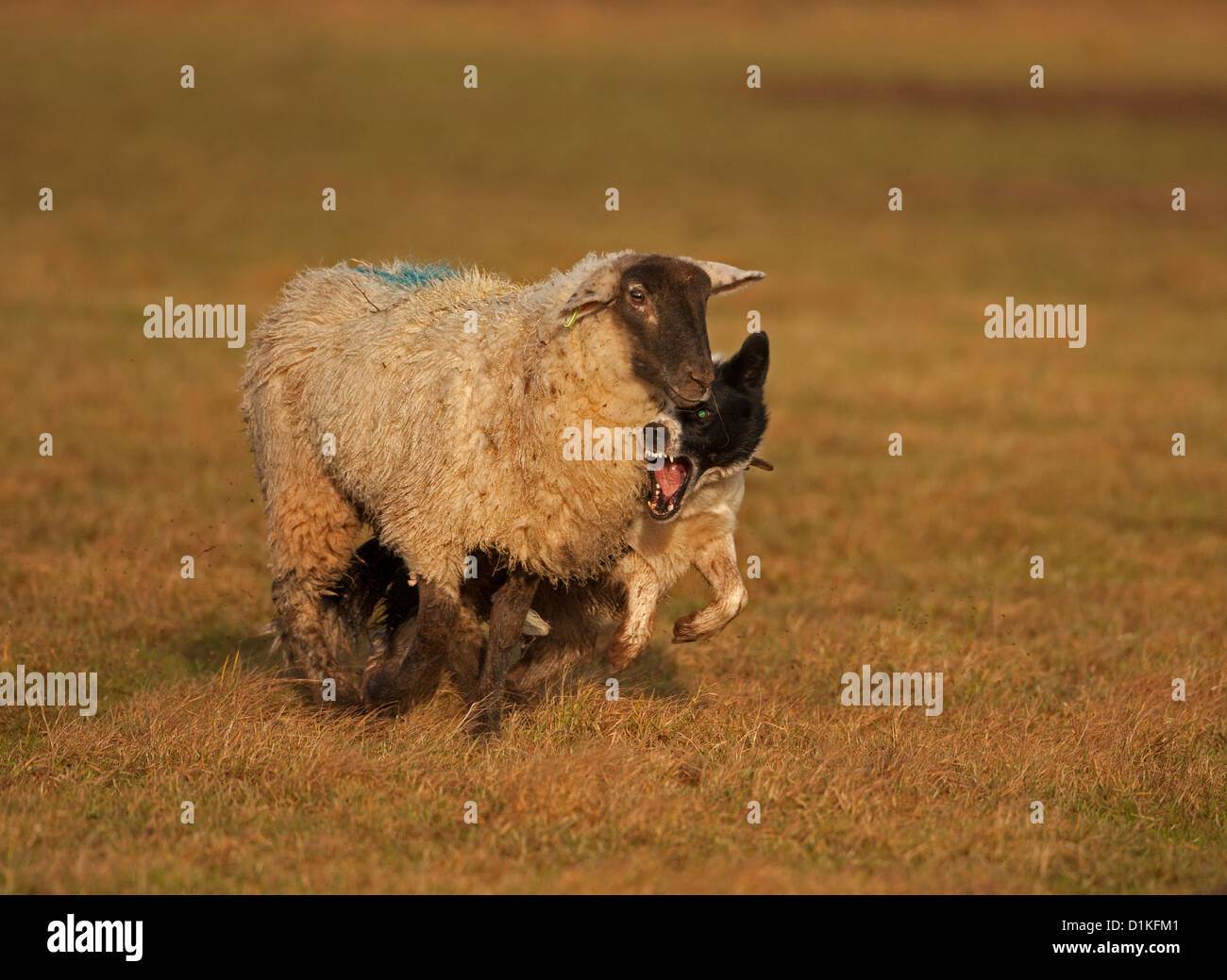 Border collie, herding sheep, Herefordshire, England, United Kingdom ...