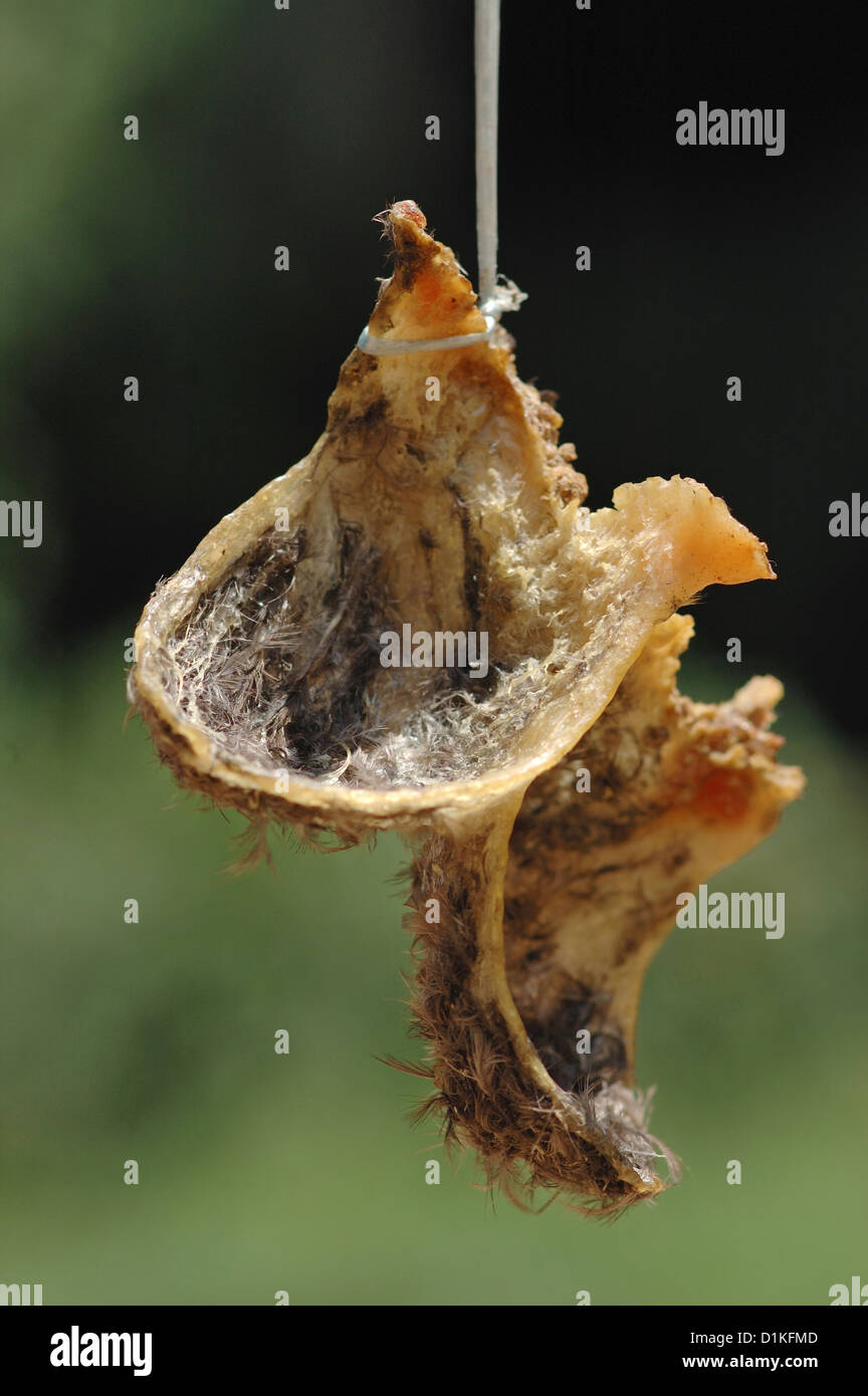 Black-nest Swifltlet (Aerodramus maxima) nests collected for Bird's ...