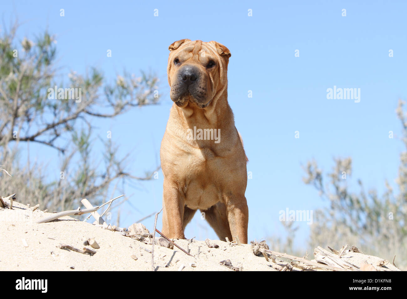 Dog shar pei adult sable hi-res stock photography and images - Alamy