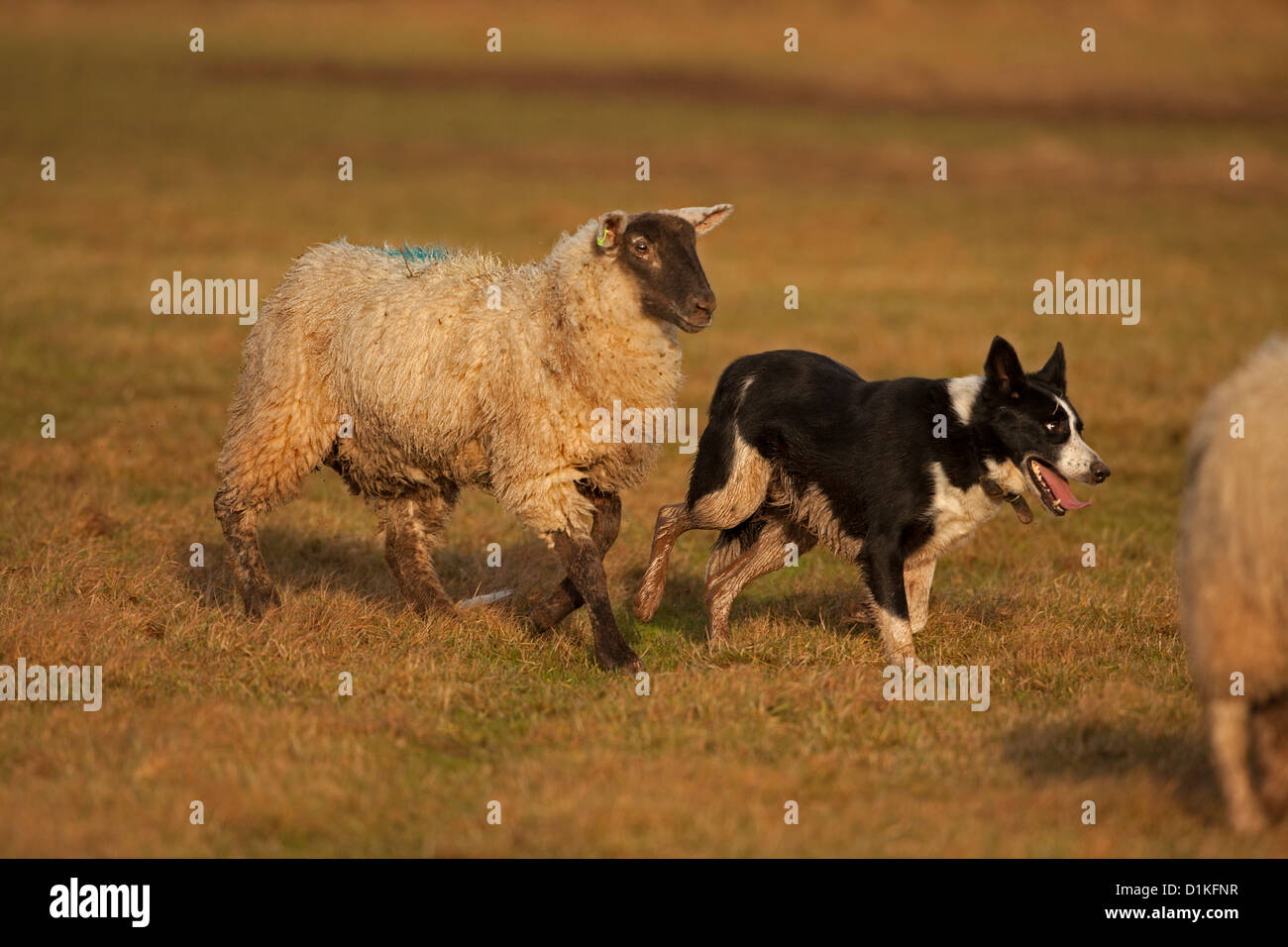 Border collie, herding sheep, Herefordshire, England, United Kingdom ...
