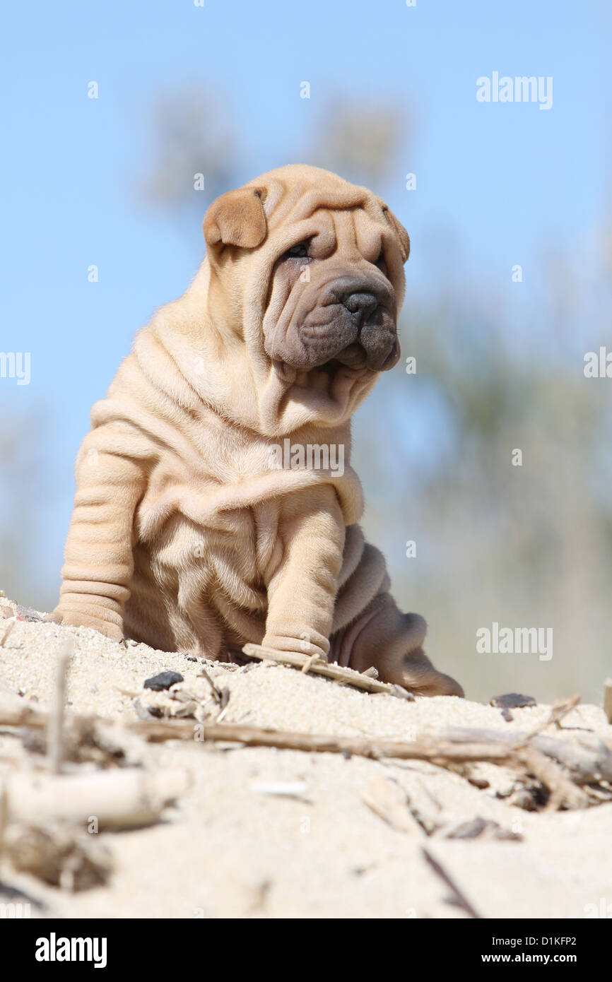 Dog Shar pei puppy fawn sitting on the beach Stock Photo - Alamy