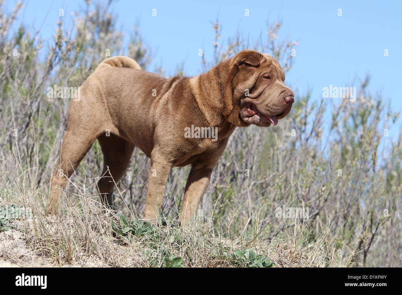 Dog Shar pei standard profile standing Stock Photo - Alamy