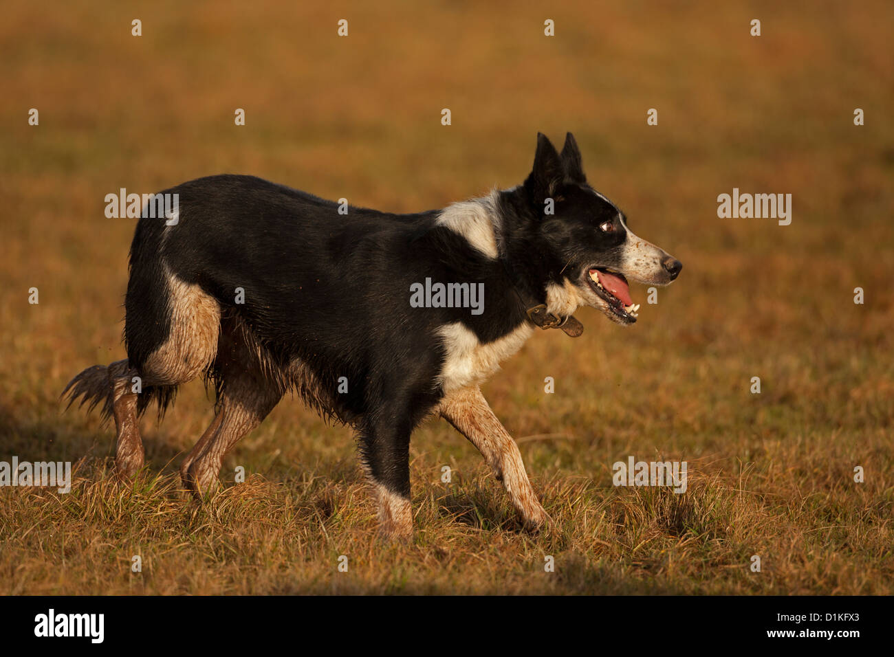 Border collie, herding sheep, Herefordshire, England, United Kingdom ...