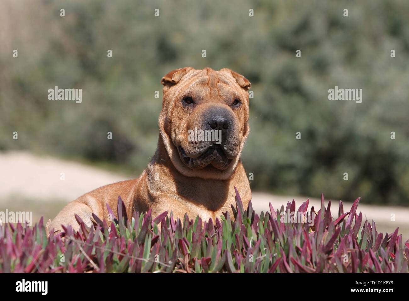 Dog Shar pei adult fawn red lying in plantations Stock Photo - Alamy