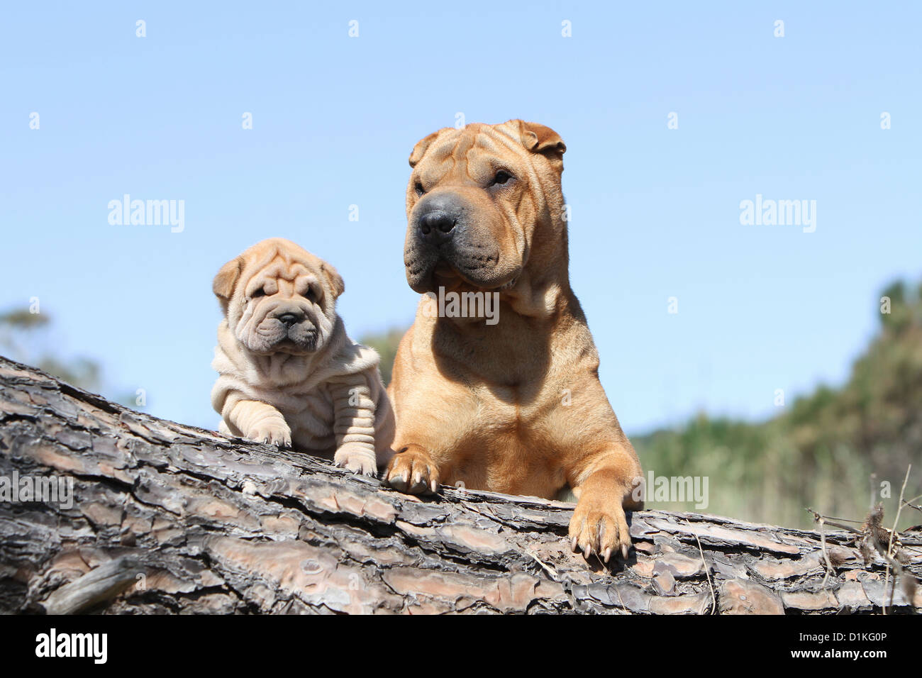 Dog Shar pei adult and puppy cream on the beach fawn red-fawn red Stock ...