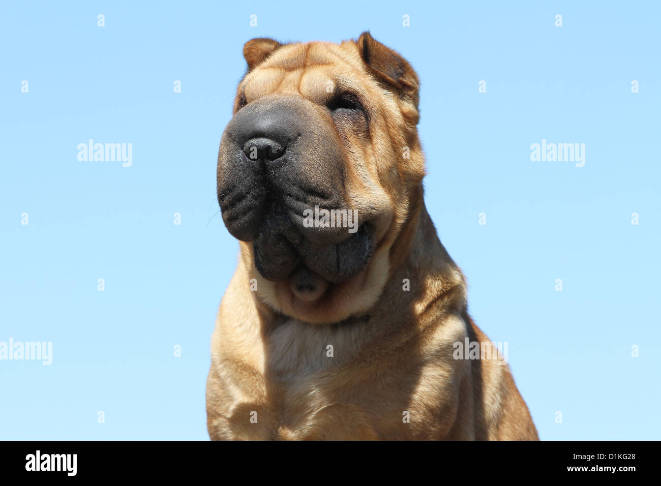Dog Shar pei adult portrait face fawn red Stock Photo - Alamy