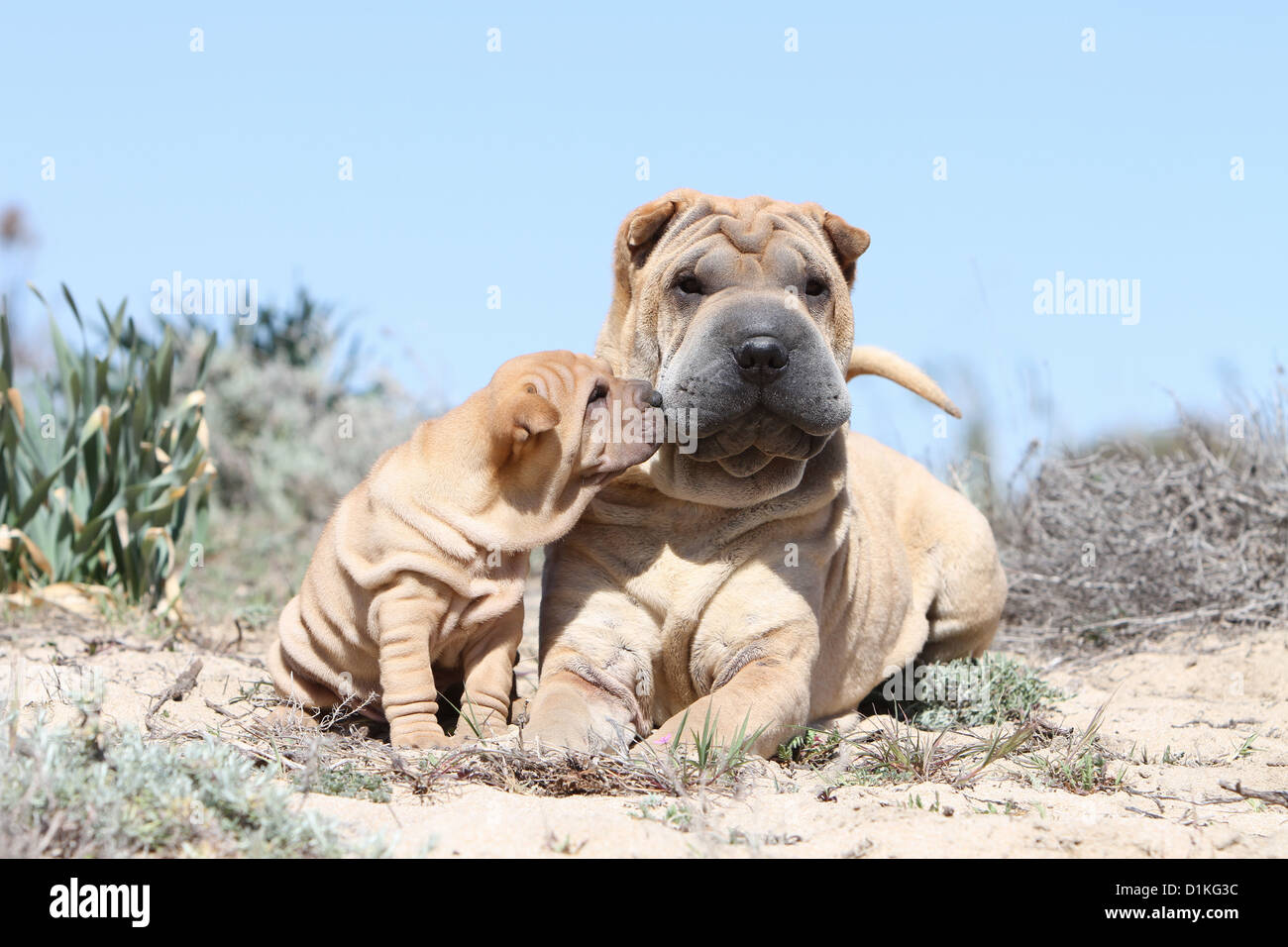 Dog Shar pei adult and puppy cream on the beach Stock Photo - Alamy