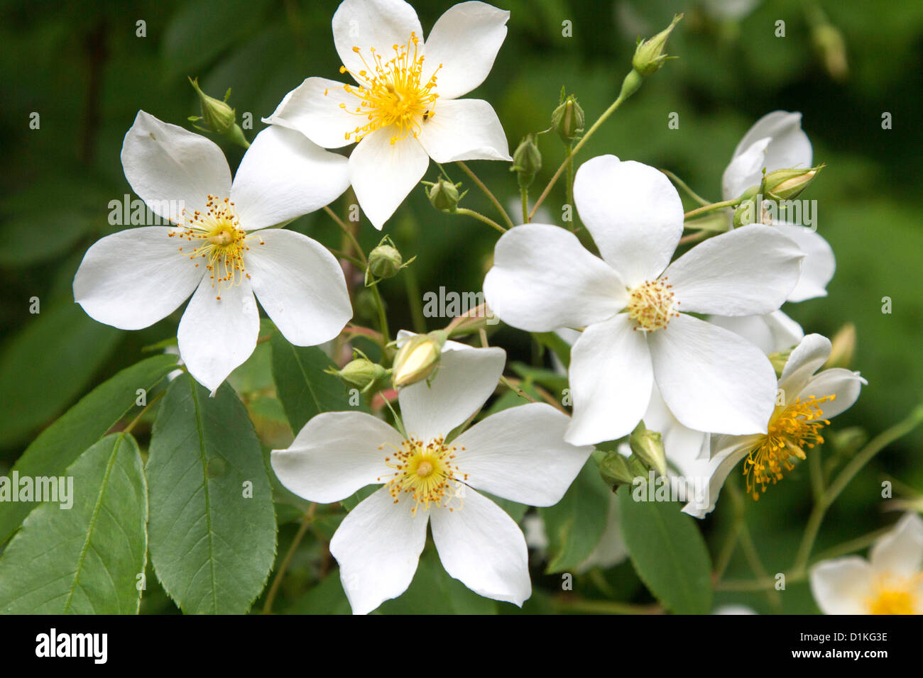 Sir cedric morris hi-res stock photography and images - Alamy