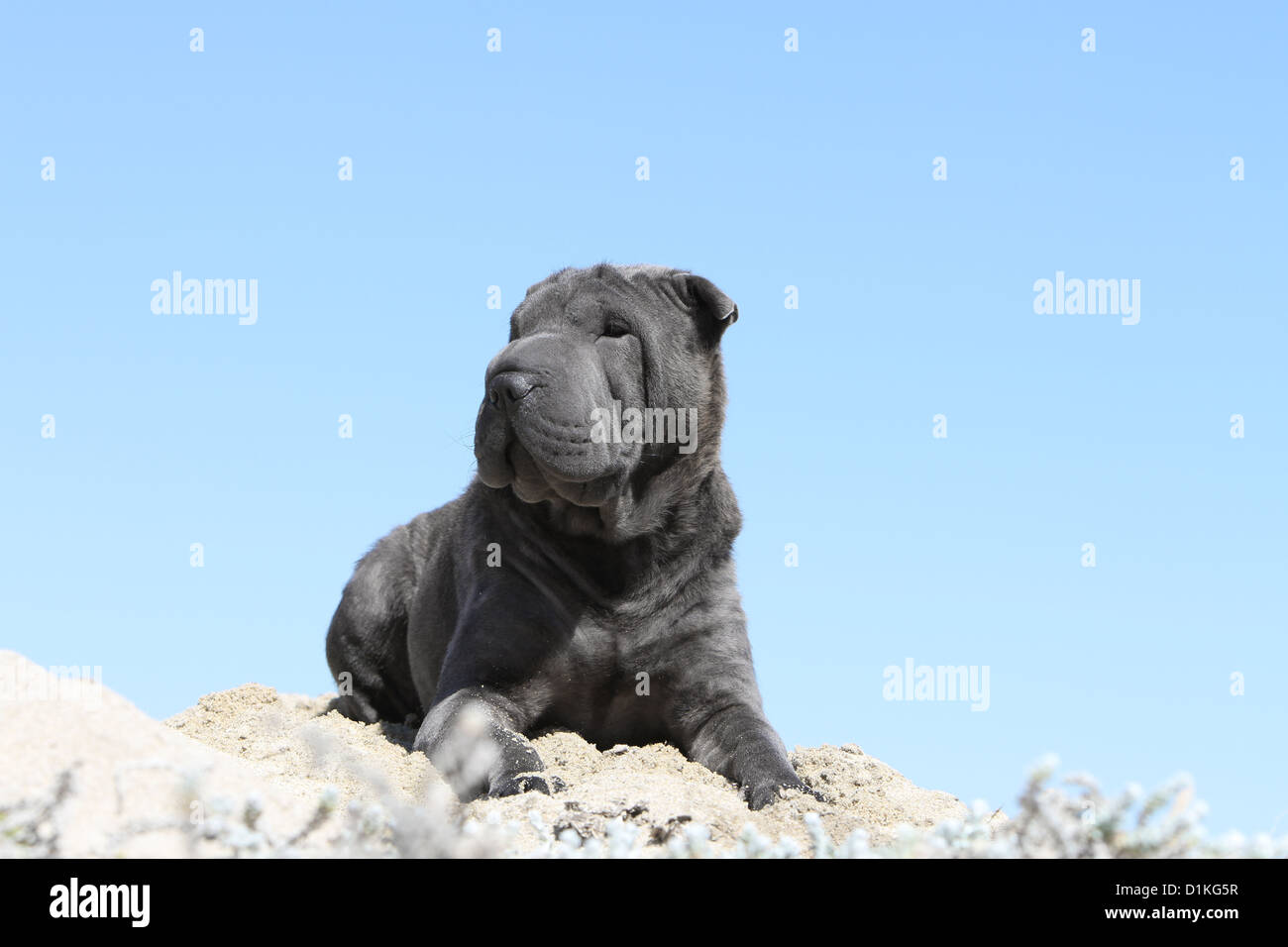 Dog Shar pei adult blue lying down Stock Photo - Alamy