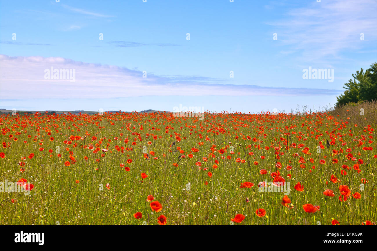 FIELD OF POPPIES IN THE NORTH EAST OF SCOTLAND Stock Photo - Alamy