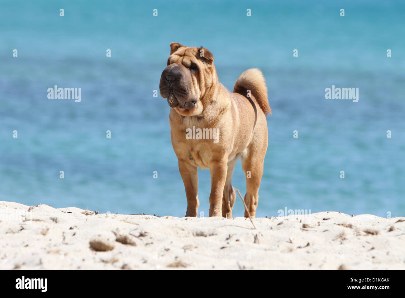 Dog Shar pei standing on the beach Stock Photo - Alamy