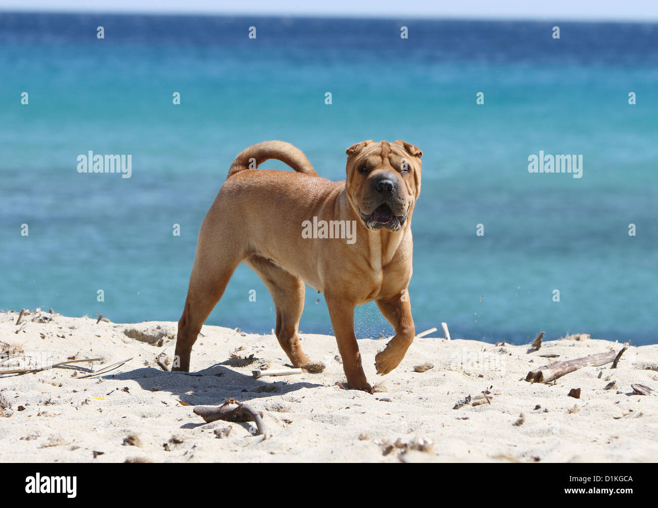 Dog Shar pei adult standing on the beach Stock Photo - Alamy