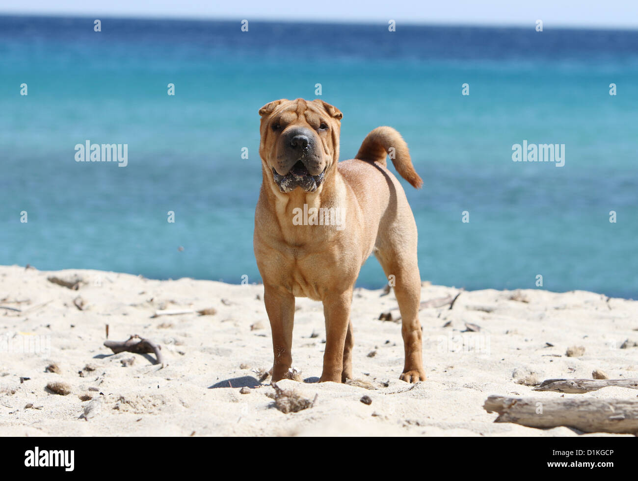 Dog Shar pei adult standing on the beach Stock Photo - Alamy