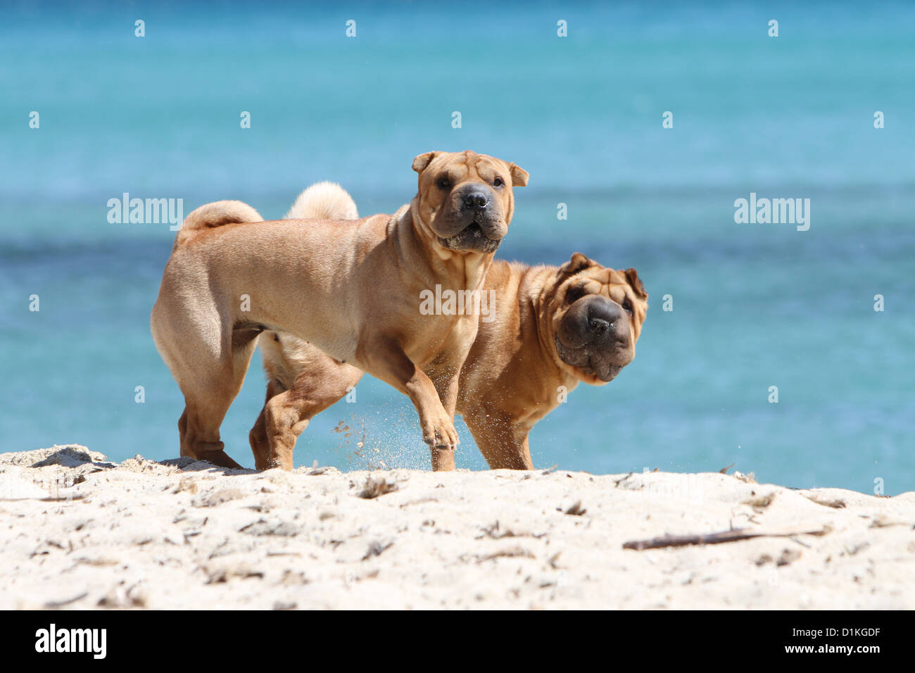 Dog shar pei red fawn hi-res stock photography and images - Alamy