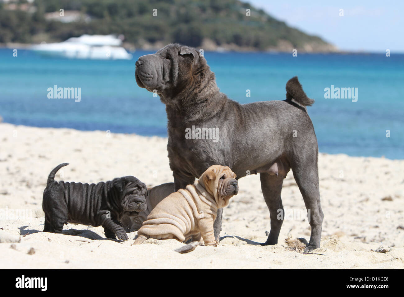Dog Shar pei adult and two puppies blue black and fawn on the beach ...