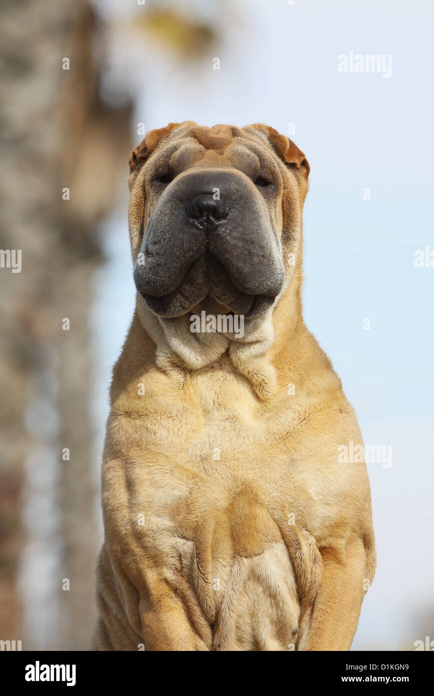 Dog Shar pei adult portrait face fawn sable Stock Photo - Alamy